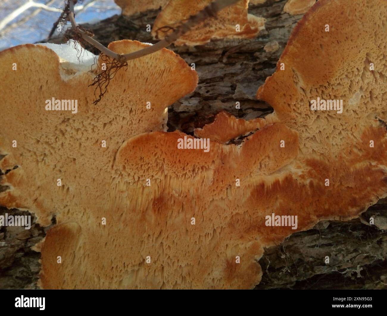 shelf fungi (Polyporales) Fungi Stock Photo - Alamy