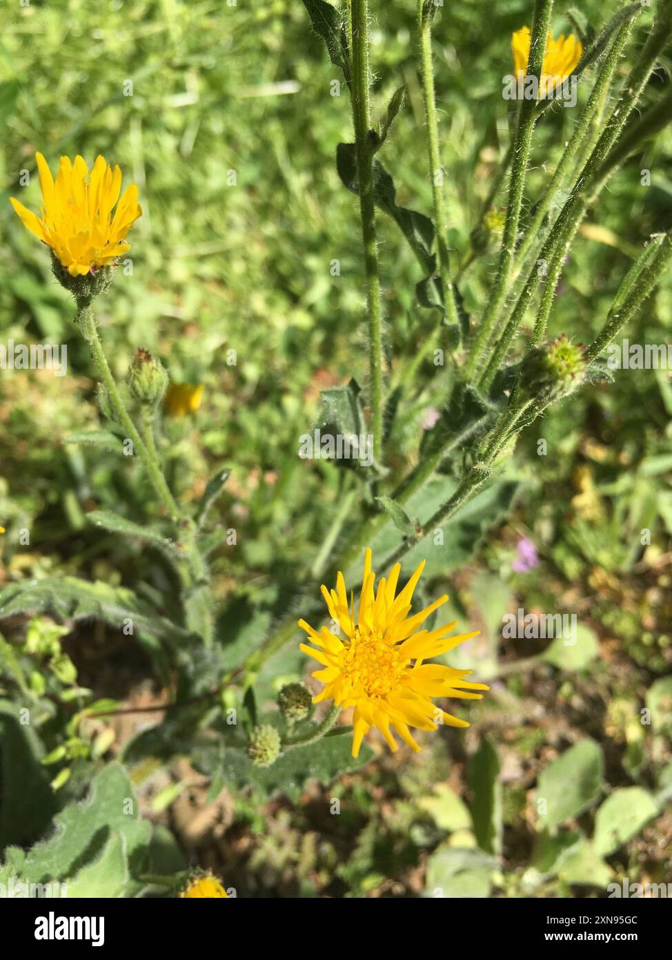 Telegraphweed (Heterotheca grandiflora) Plantae Stock Photo - Alamy