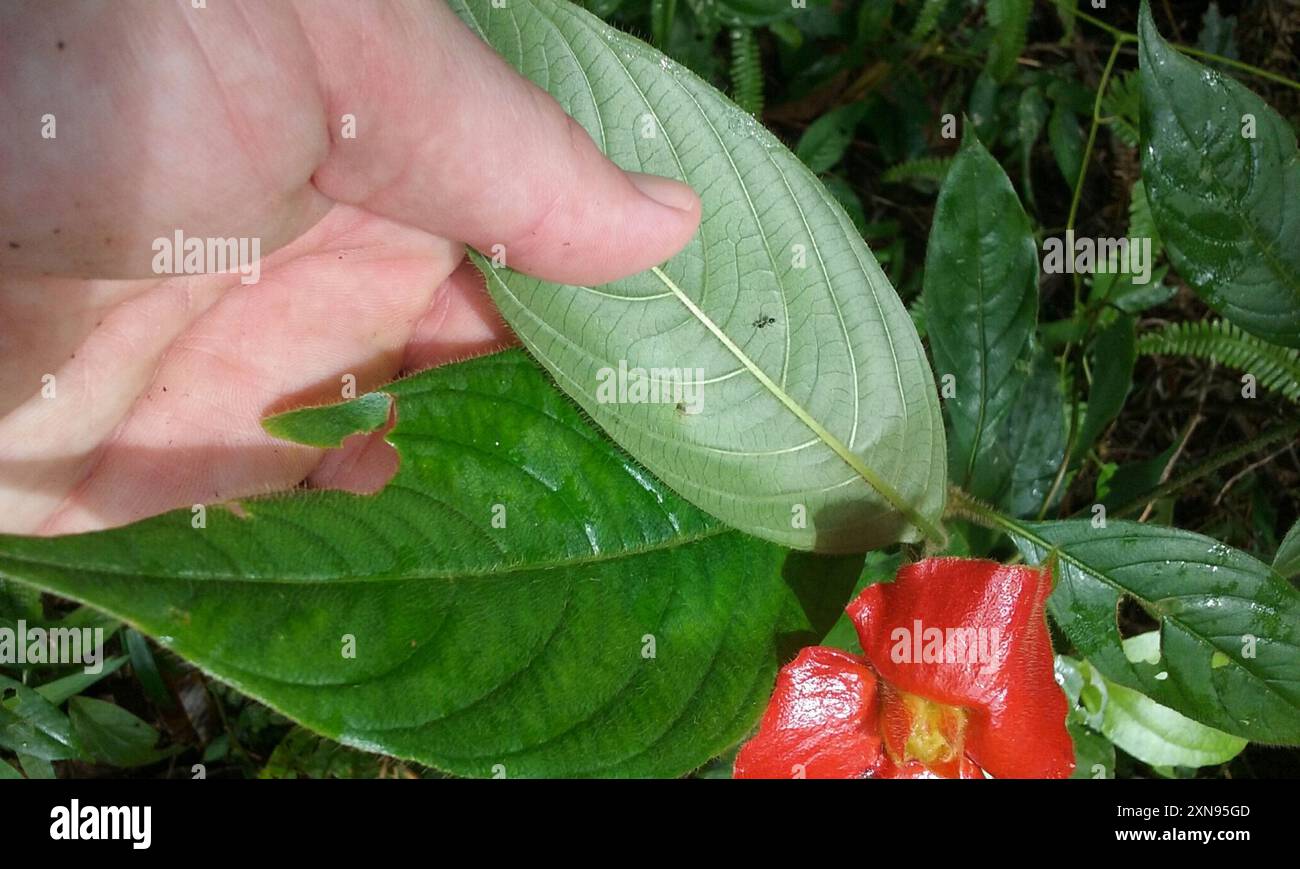 sore-mouth bush (Palicourea tomentosa) Plantae Stock Photo - Alamy