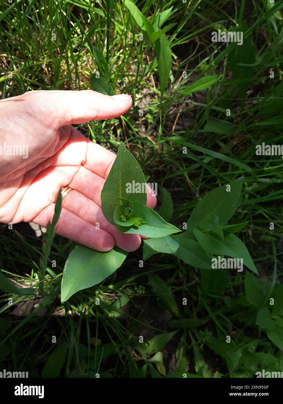 clasping coneflower (Rudbeckia amplexicaulis) Plantae Stock Photo - Alamy