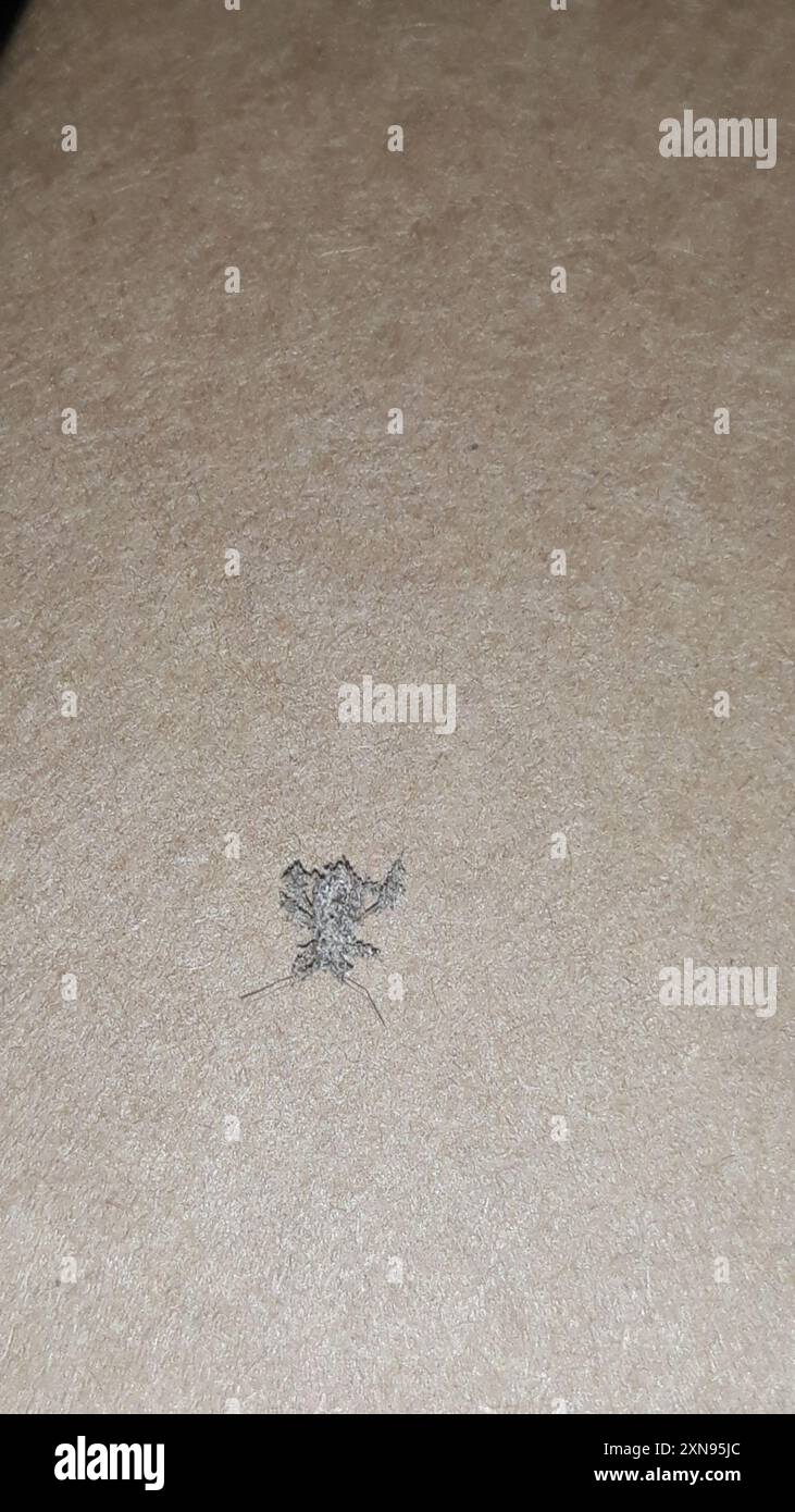 Masked Hunter (Reduvius personatus) Insecta Stock Photo - Alamy