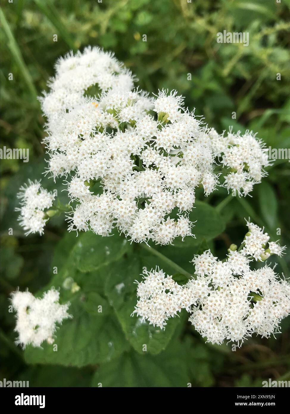 white snakeroot (Ageratina altissima) Plantae Stock Photo - Alamy