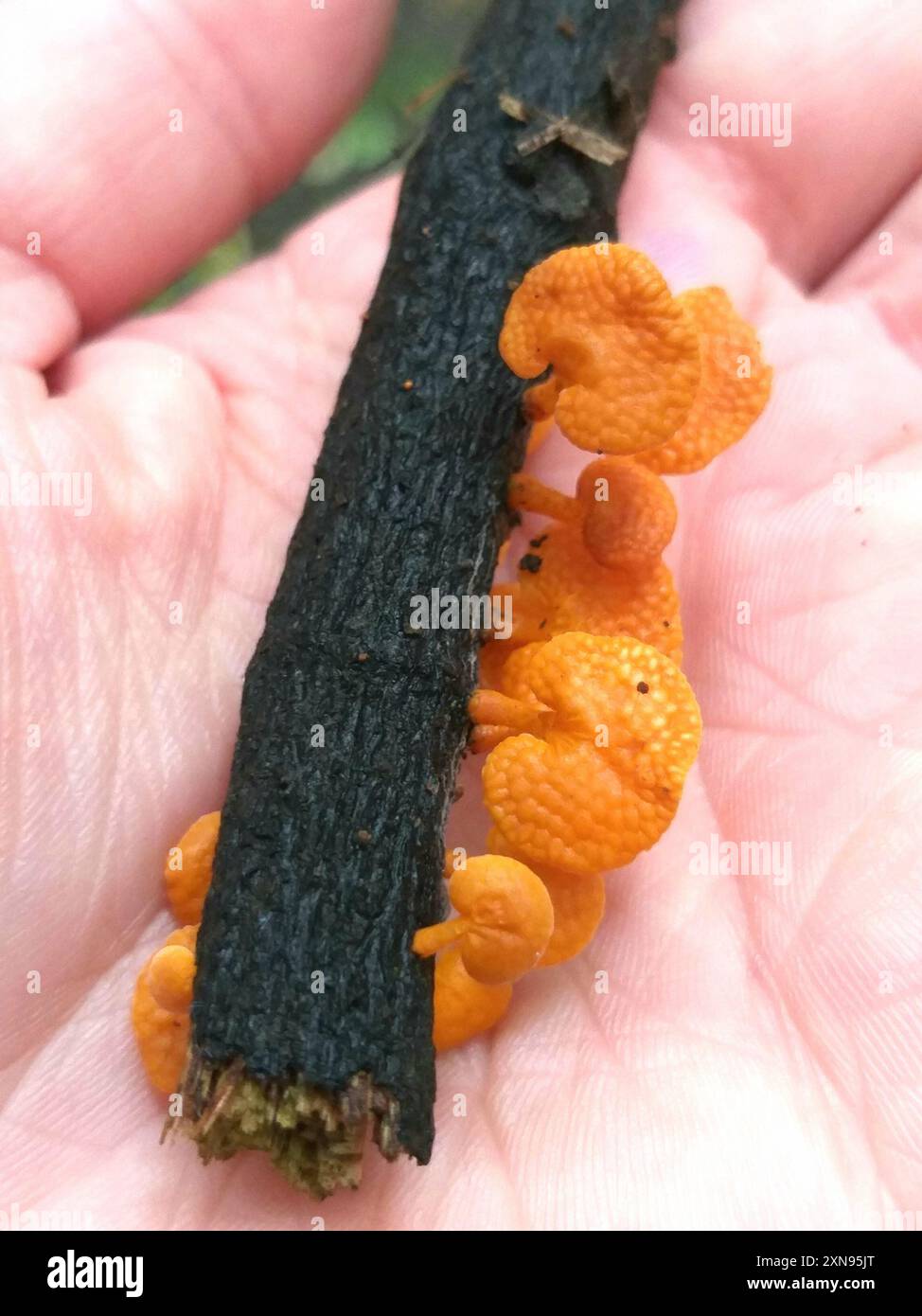 orange pore fungus (Favolaschia claudopus) Fungi Stock Photo - Alamy