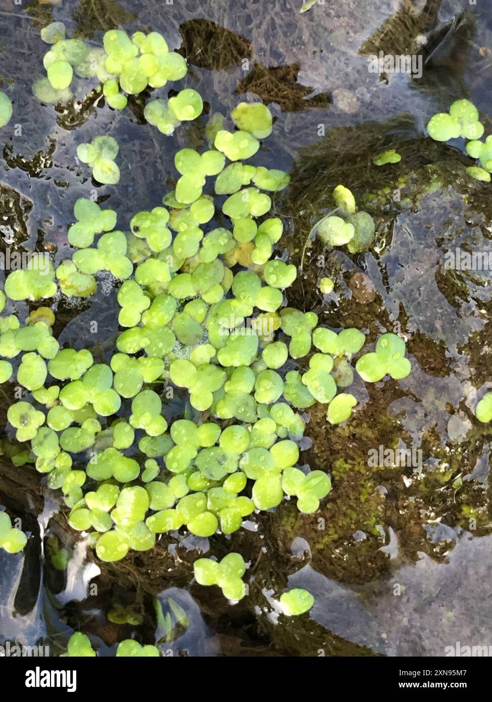 duckweeds (Lemnoideae) Plantae Stock Photo - Alamy