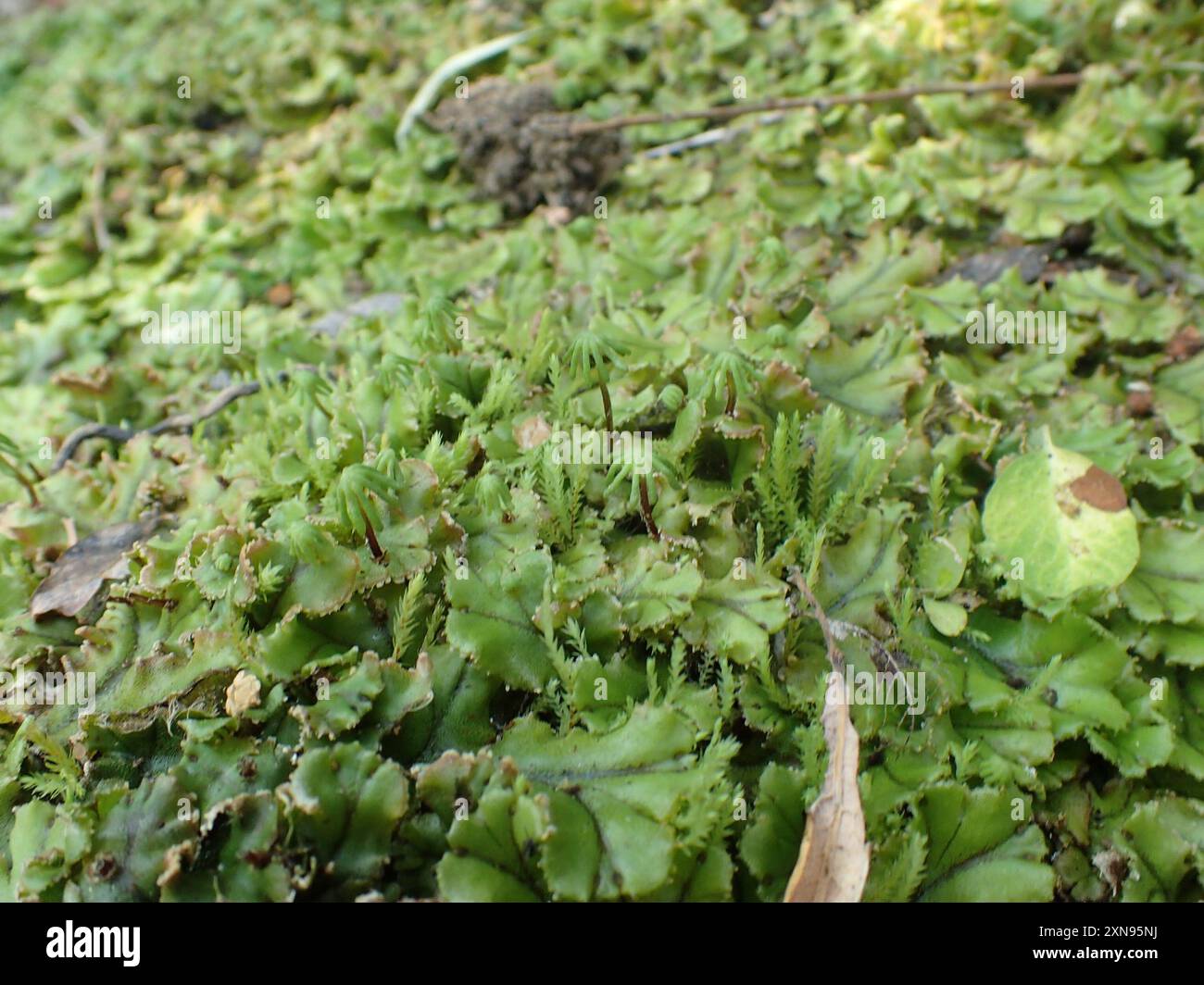 Common Liverwort (Marchantia polymorpha) Plantae Stock Photo - Alamy