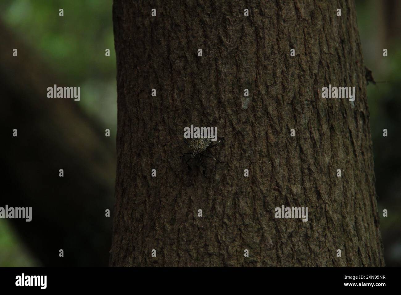 Yellow-spotted Stink Bug (Erthesina fullo) Insecta Stock Photo - Alamy