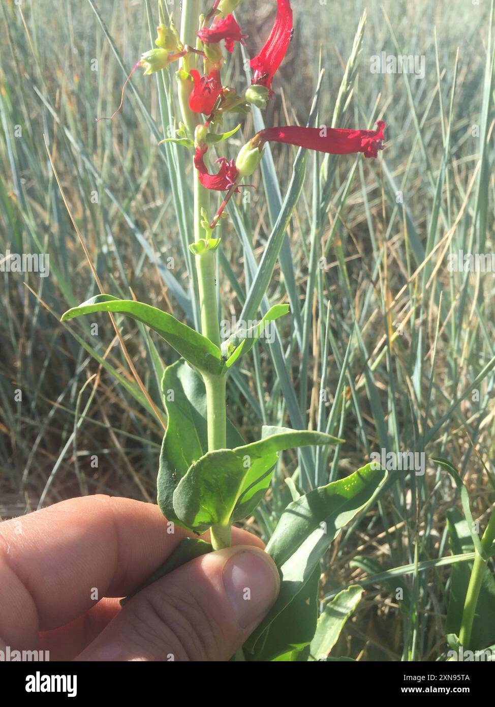 firecracker penstemon (Penstemon eatonii) Plantae Stock Photo - Alamy