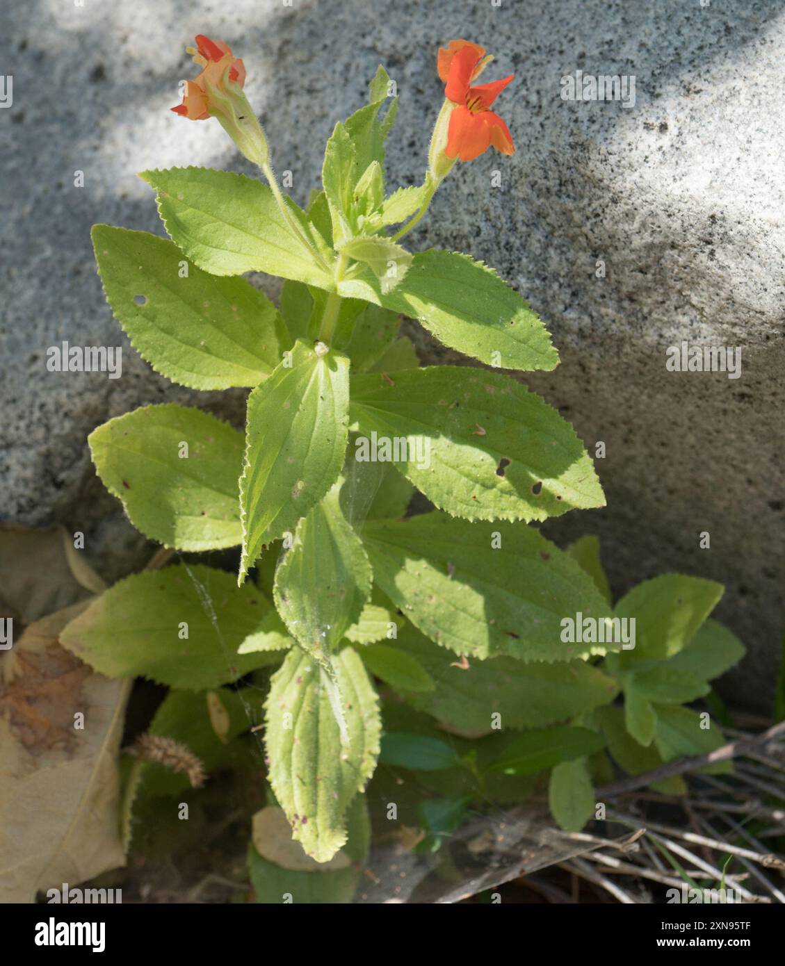 scarlet monkeyflower (Erythranthe cardinalis) Plantae Stock Photo - Alamy