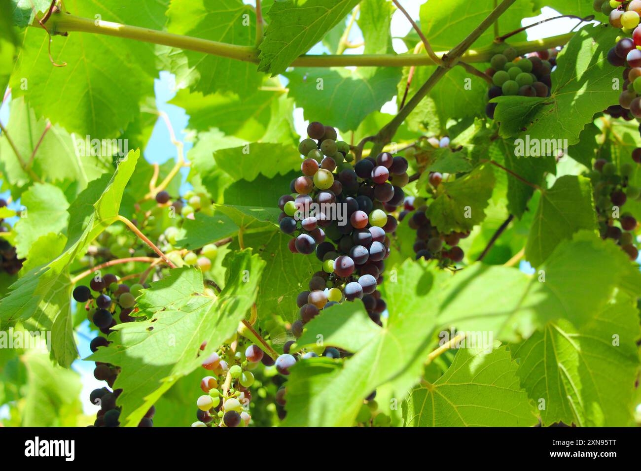 Green bunch of grapes on a branch Stock Photo - Alamy