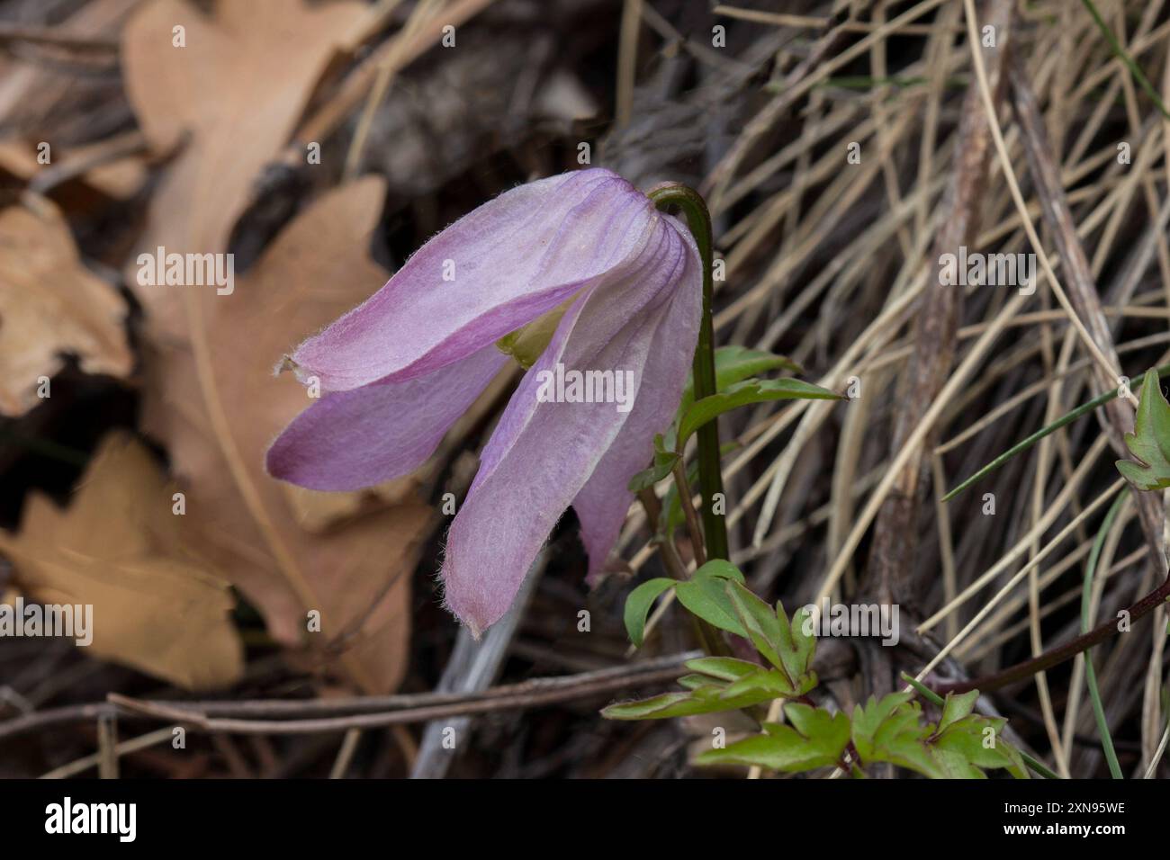 blue clematis (Clematis columbiana) Plantae Stock Photo - Alamy