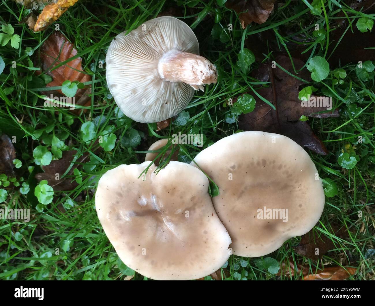 Cloudy Clitocybe (Clitocybe nebularis) Fungi Stock Photo - Alamy