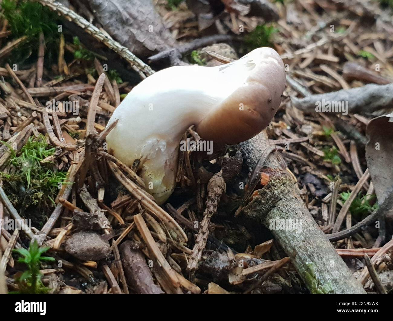 Russula rosacea hi-res stock photography and images - Alamy