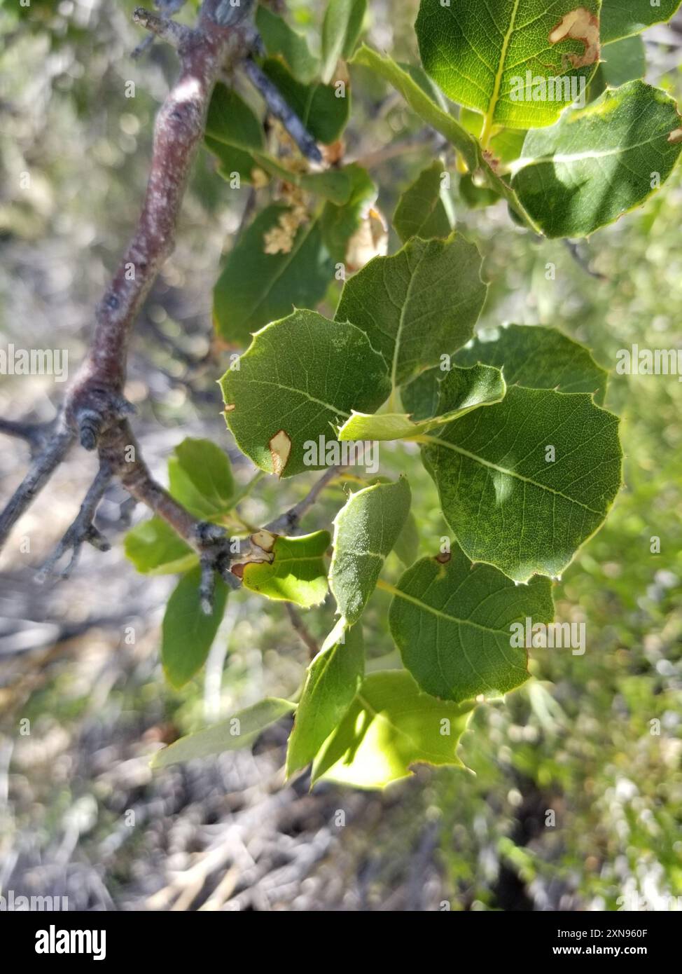 interior live oak (Quercus wislizeni) Plantae Stock Photo - Alamy