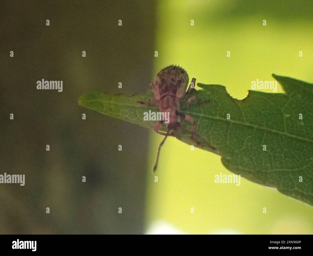 Peach weevil hi-res stock photography and images - Alamy
