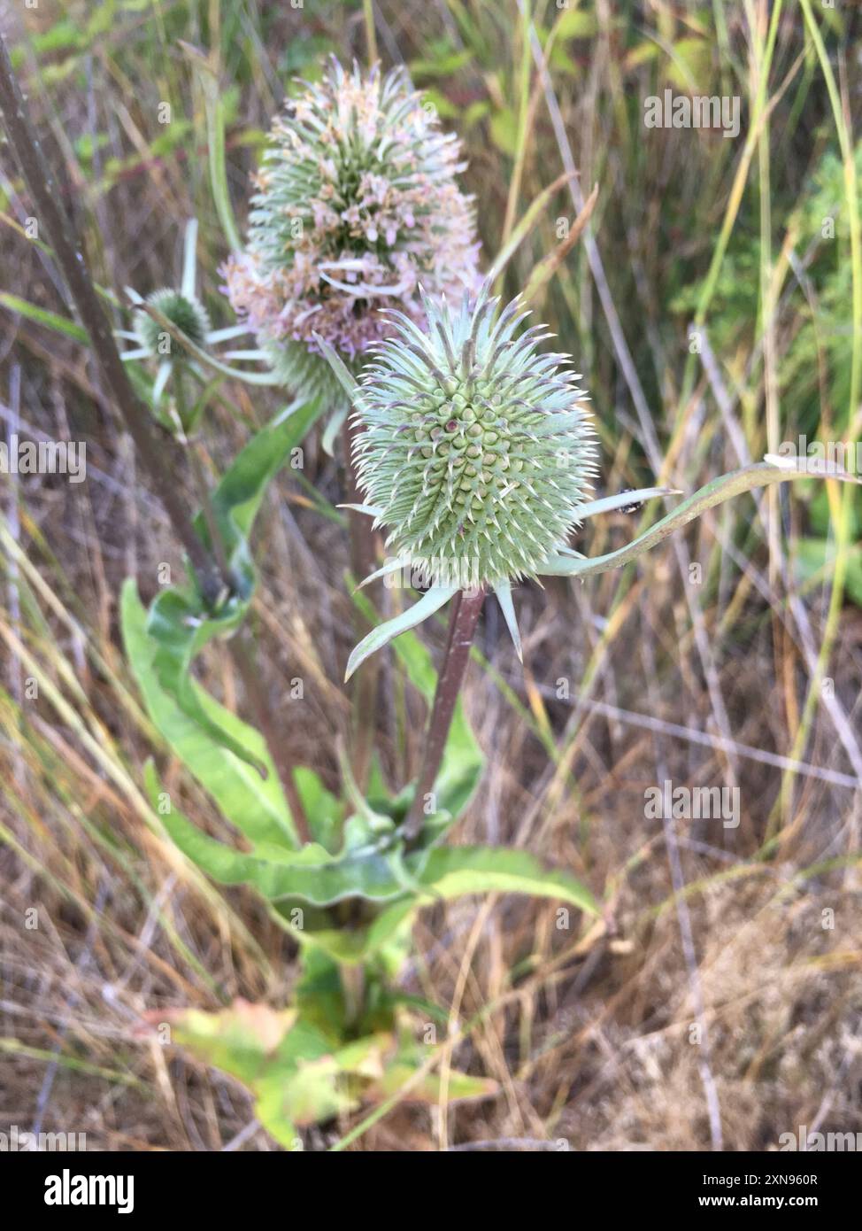 fuller's teasel (Dipsacus sativus) Plantae Stock Photo - Alamy