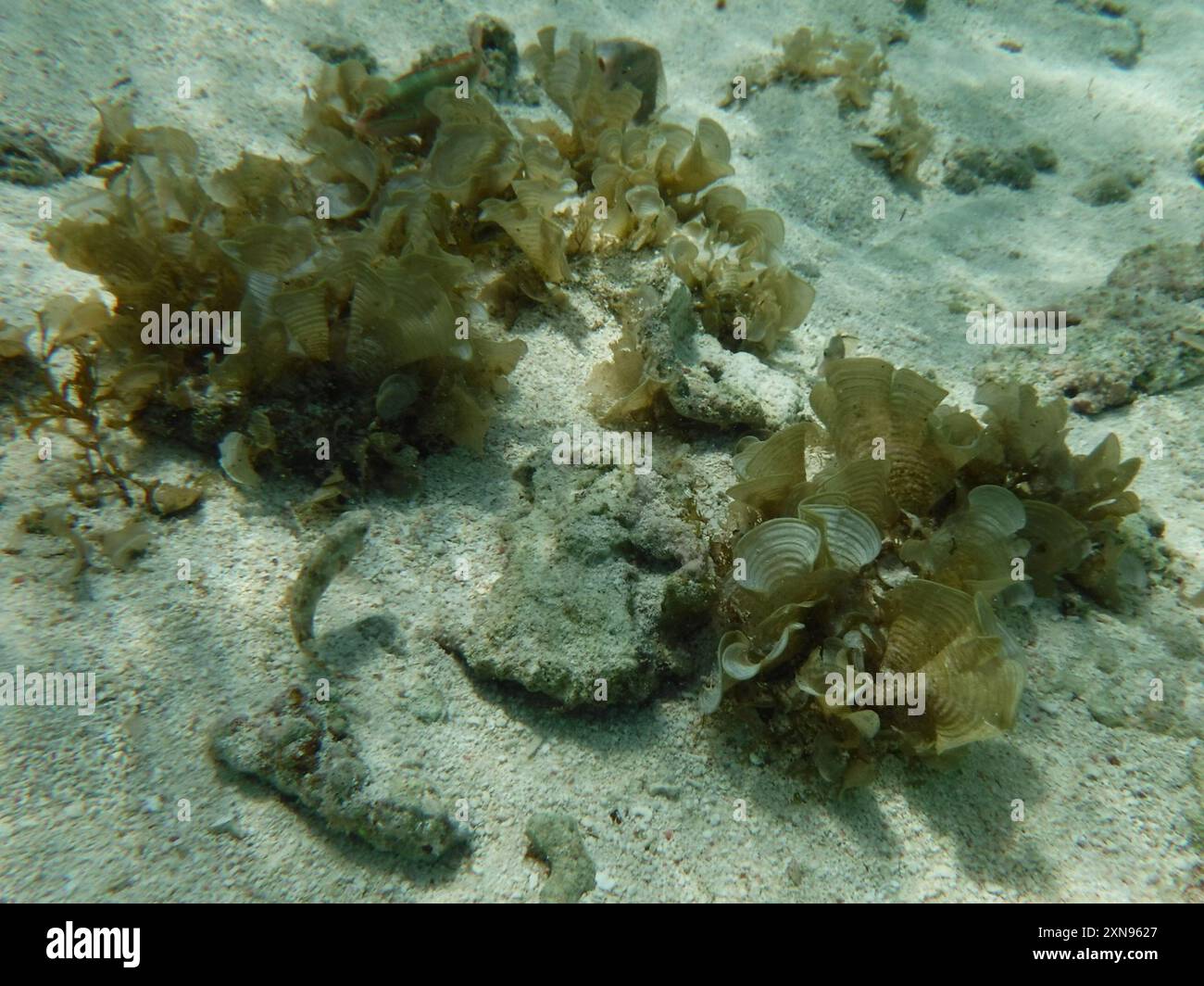 Parrotfishes (Scarini) Actinopterygii Stock Photo - Alamy