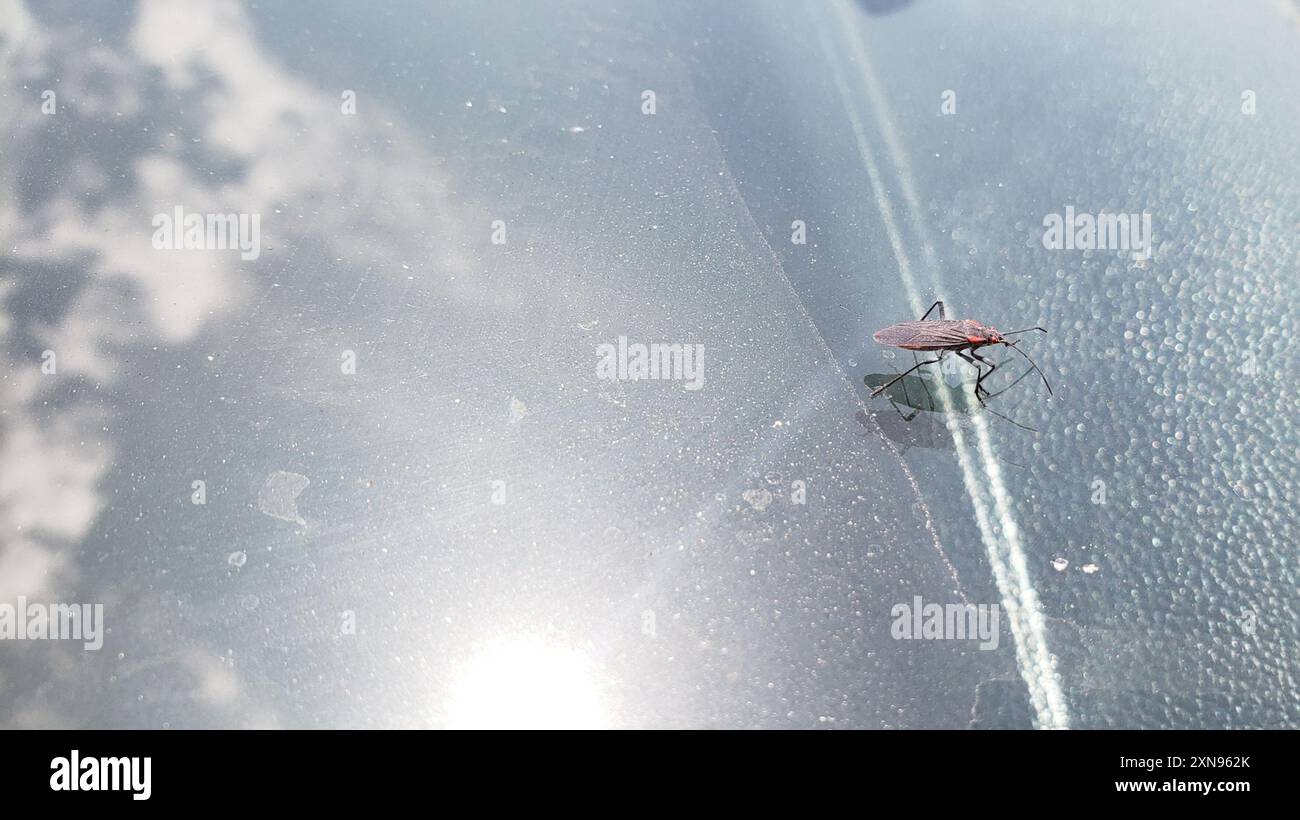 Red-shouldered Bug (Jadera haematoloma) Insecta Stock Photo - Alamy