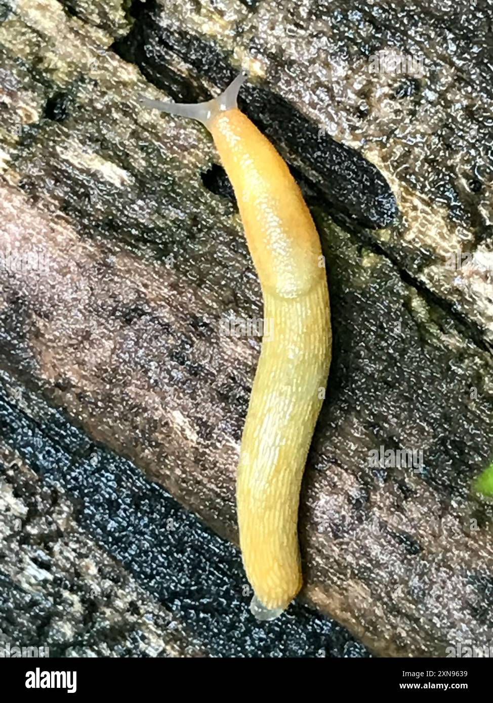 Western Dusky Slug (Arion subfuscus) Mollusca Stock Photo - Alamy