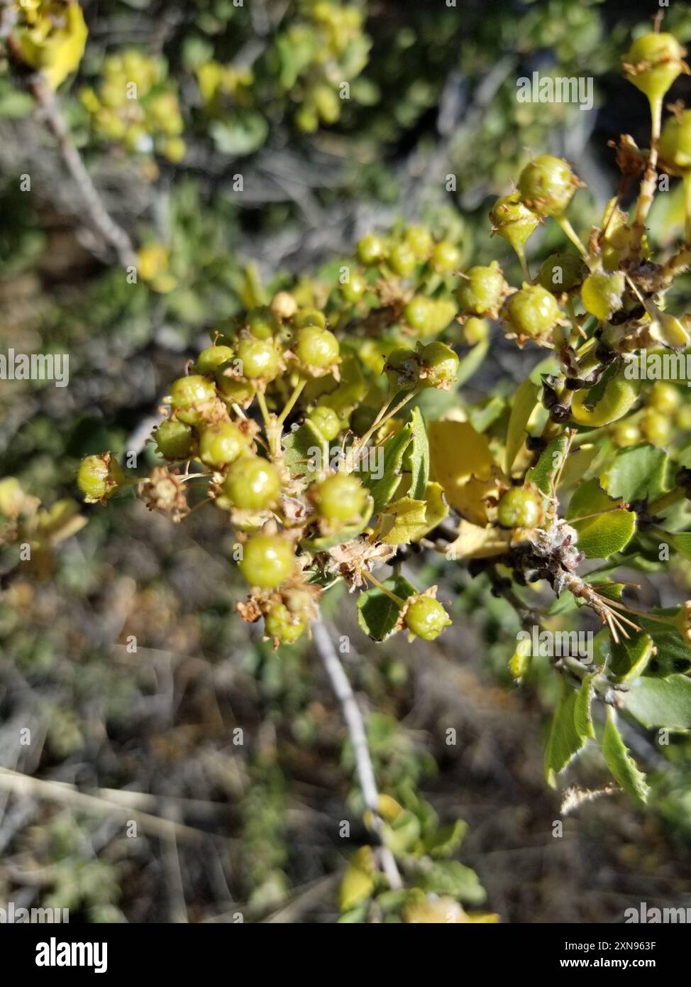 Cupped Leaf Ceanothus (Ceanothus perplexans) Plantae Stock Photo - Alamy