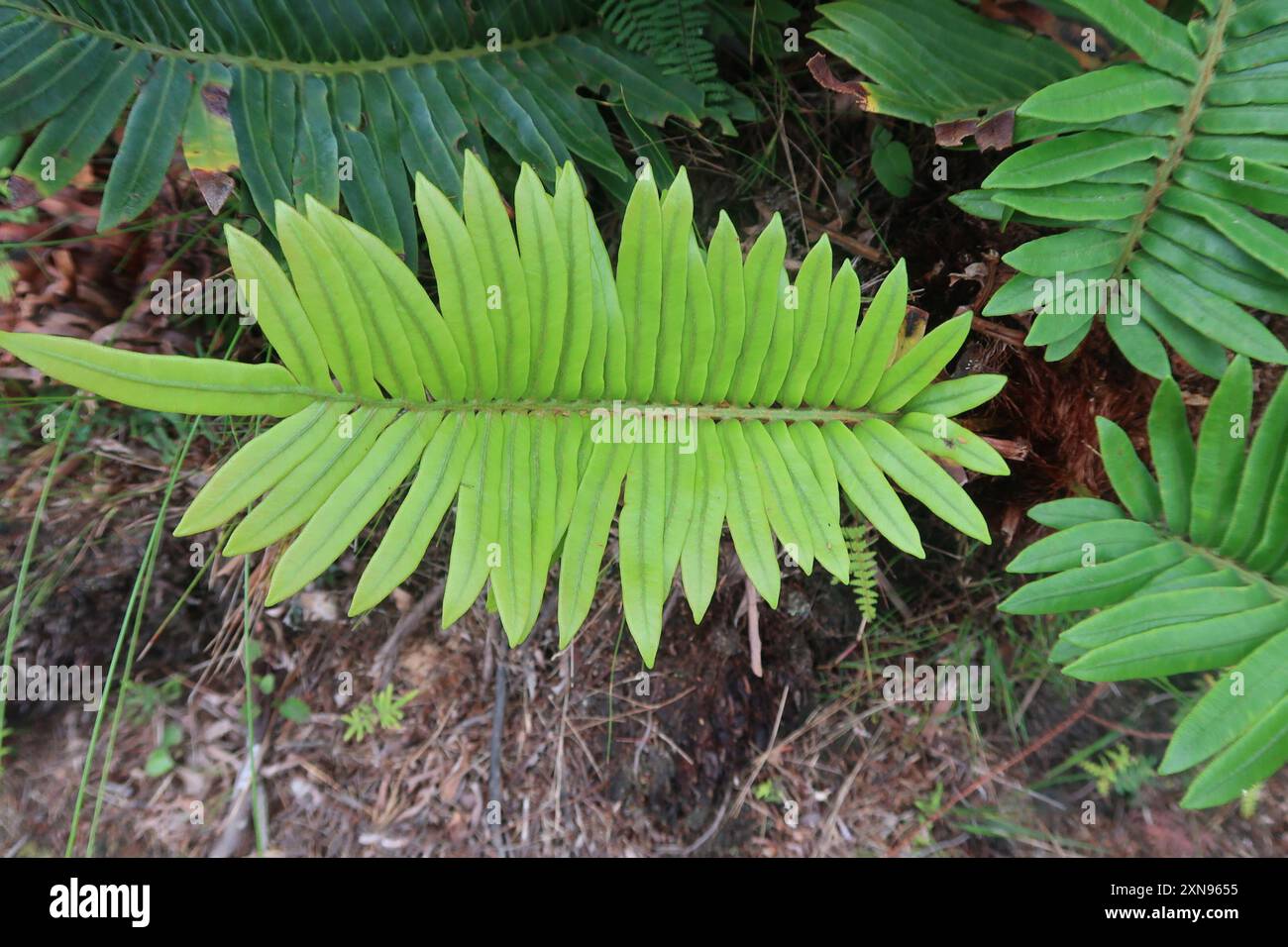 Leathery Hard Fern (Lomariocycas tabularis) Plantae Stock Photo - Alamy