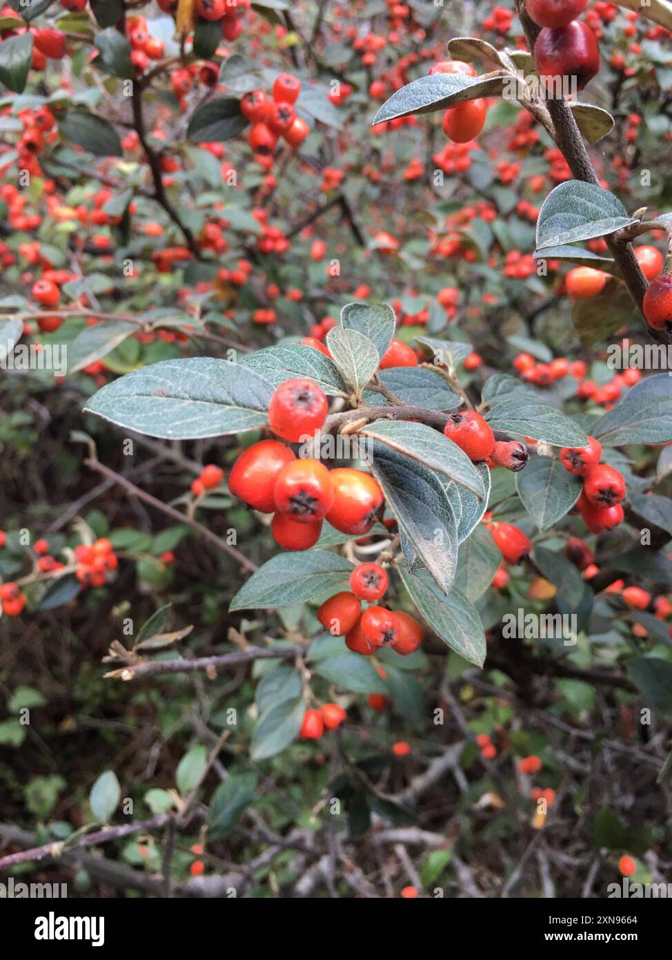 Franchet's cotoneaster (Cotoneaster franchetii) Plantae Stock Photo - Alamy