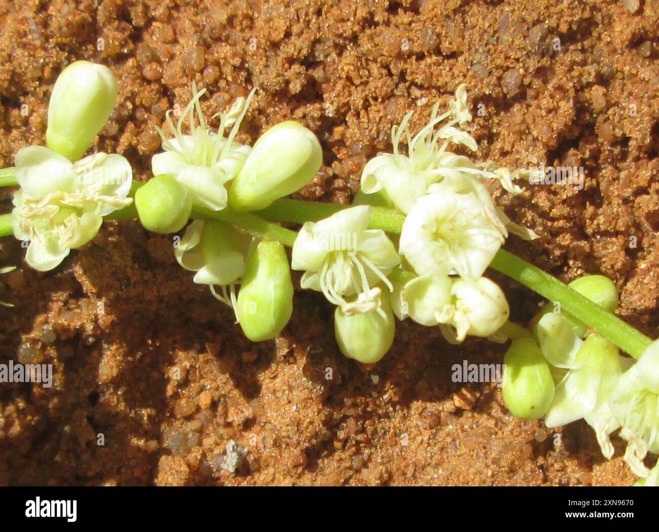 wild syringa (Burkea africana) Plantae Stock Photo - Alamy