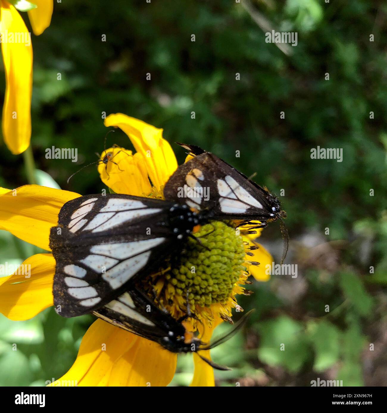 Police Car Moth (Gnophaela vermiculata) Insecta Stock Photo - Alamy