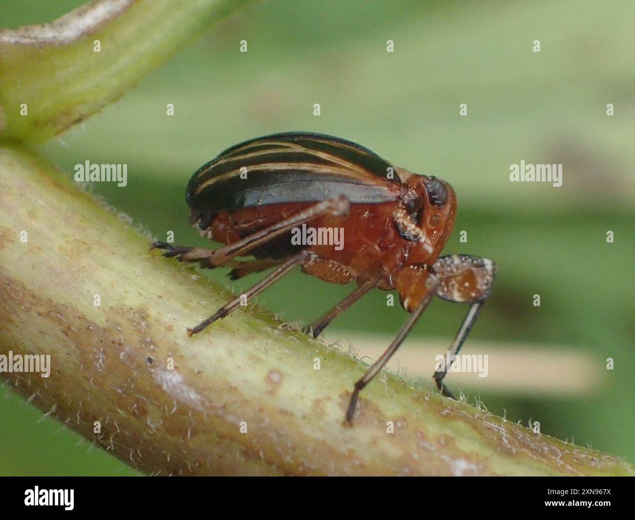 Black Leaf-leg (Phylloscelis atra) Insecta Stock Photo - Alamy