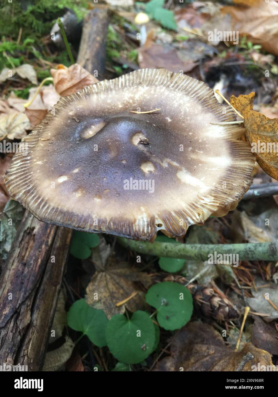 Amanita pachycolea hi-res stock photography and images - Alamy