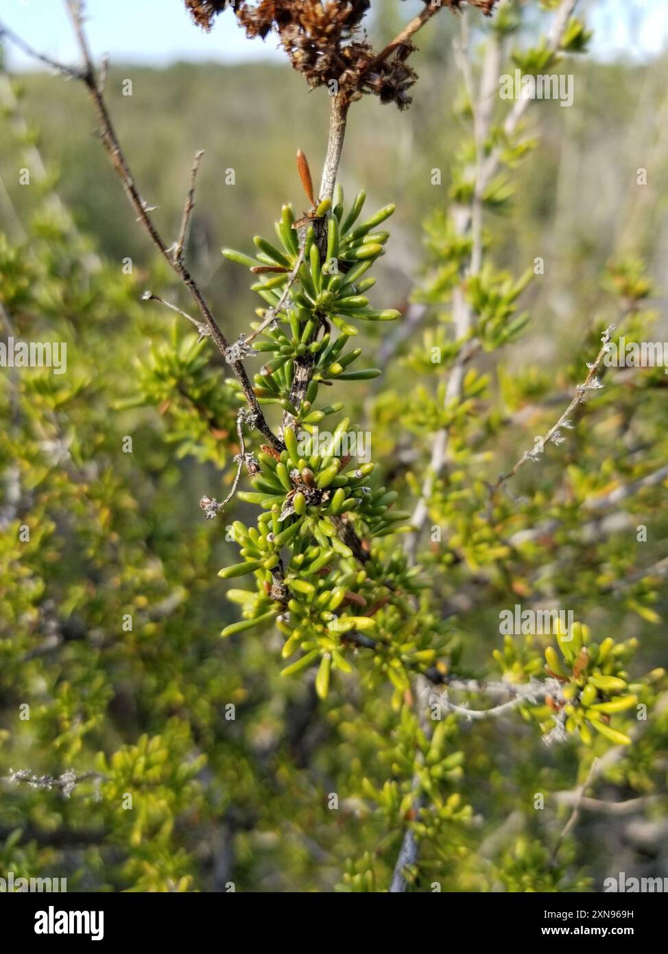 chamise (Adenostoma fasciculatum) Plantae Stock Photo - Alamy