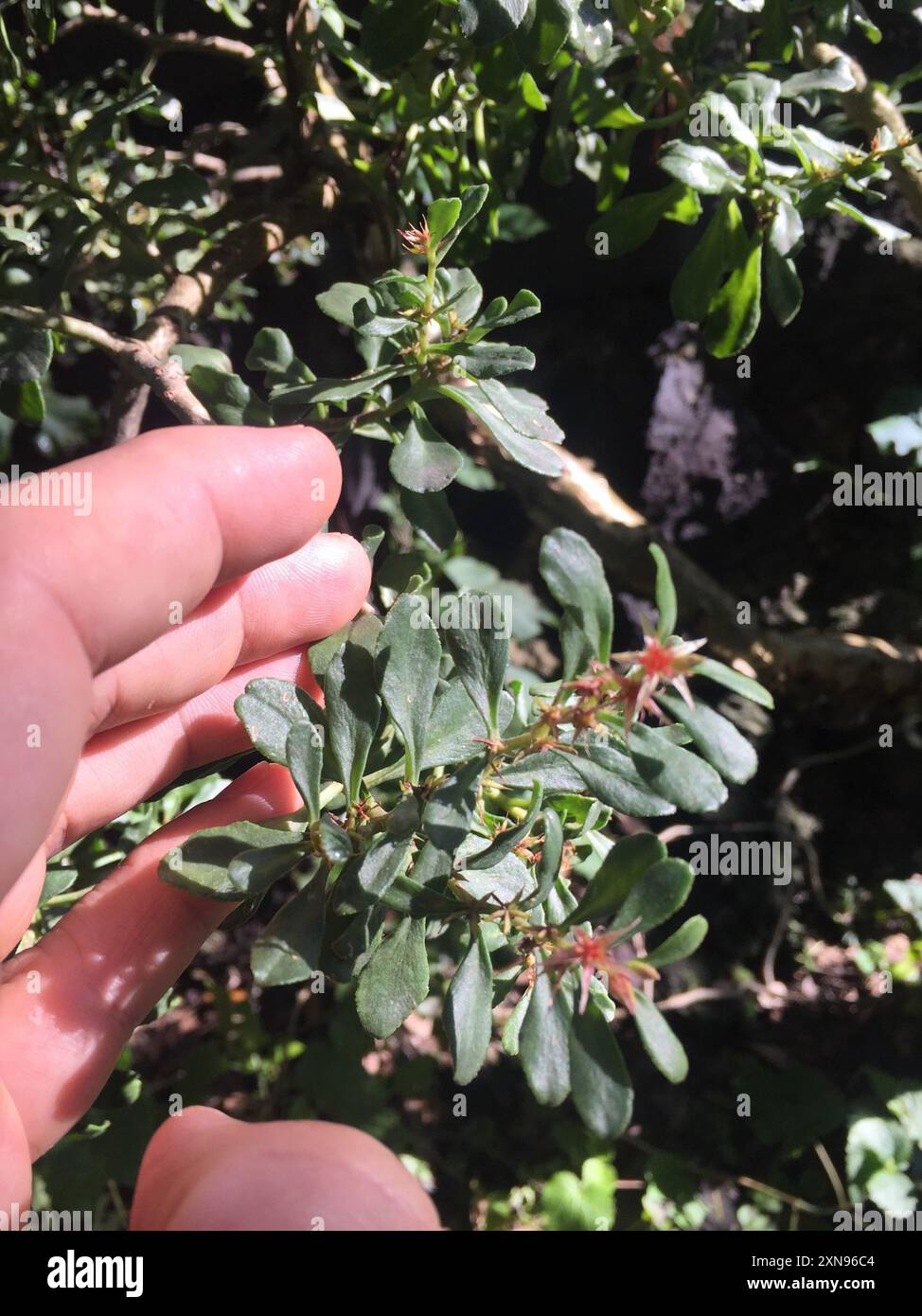 Dwarf Tree Stonecrop (Sedum oxypetalum) Plantae Stock Photo - Alamy