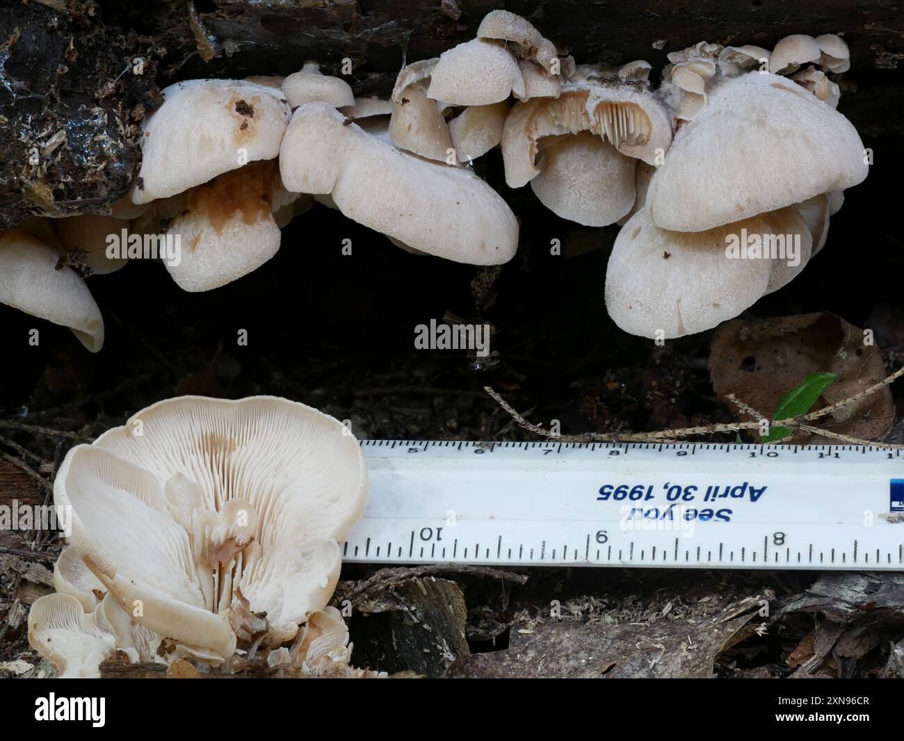 bear lentinus (Lentinellus ursinus) Fungi Stock Photo - Alamy