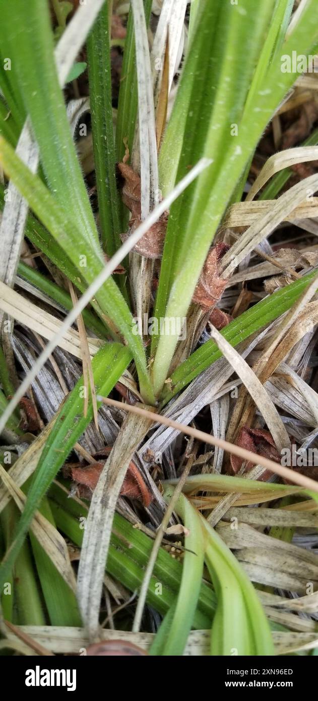 water sedge (Carex aquatilis) Plantae Stock Photo - Alamy