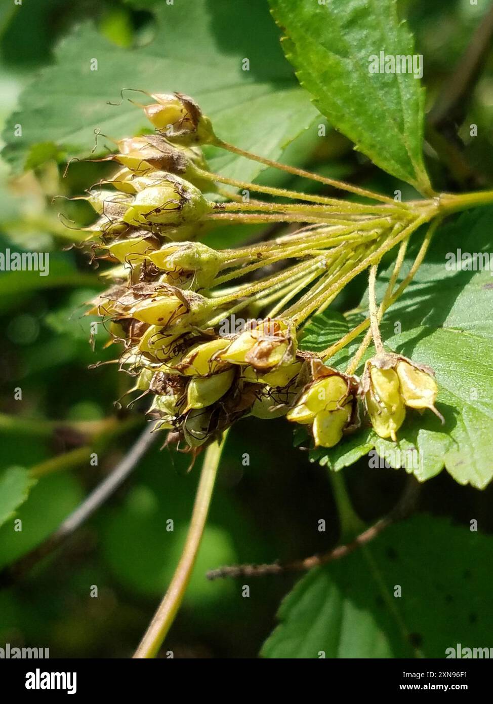 common ninebark (Physocarpus opulifolius) Plantae Stock Photo - Alamy