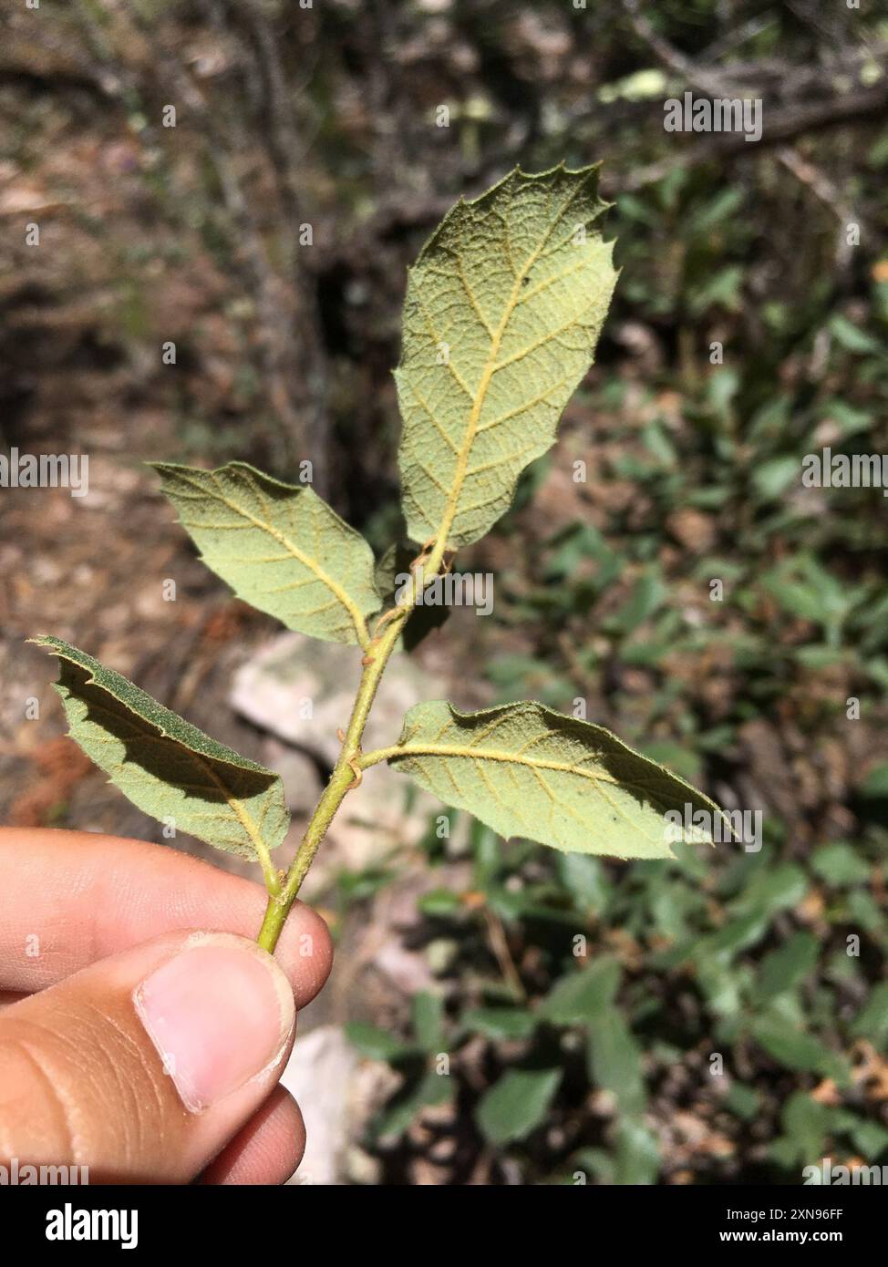 netleaf oak (Quercus rugosa) Plantae Stock Photo - Alamy