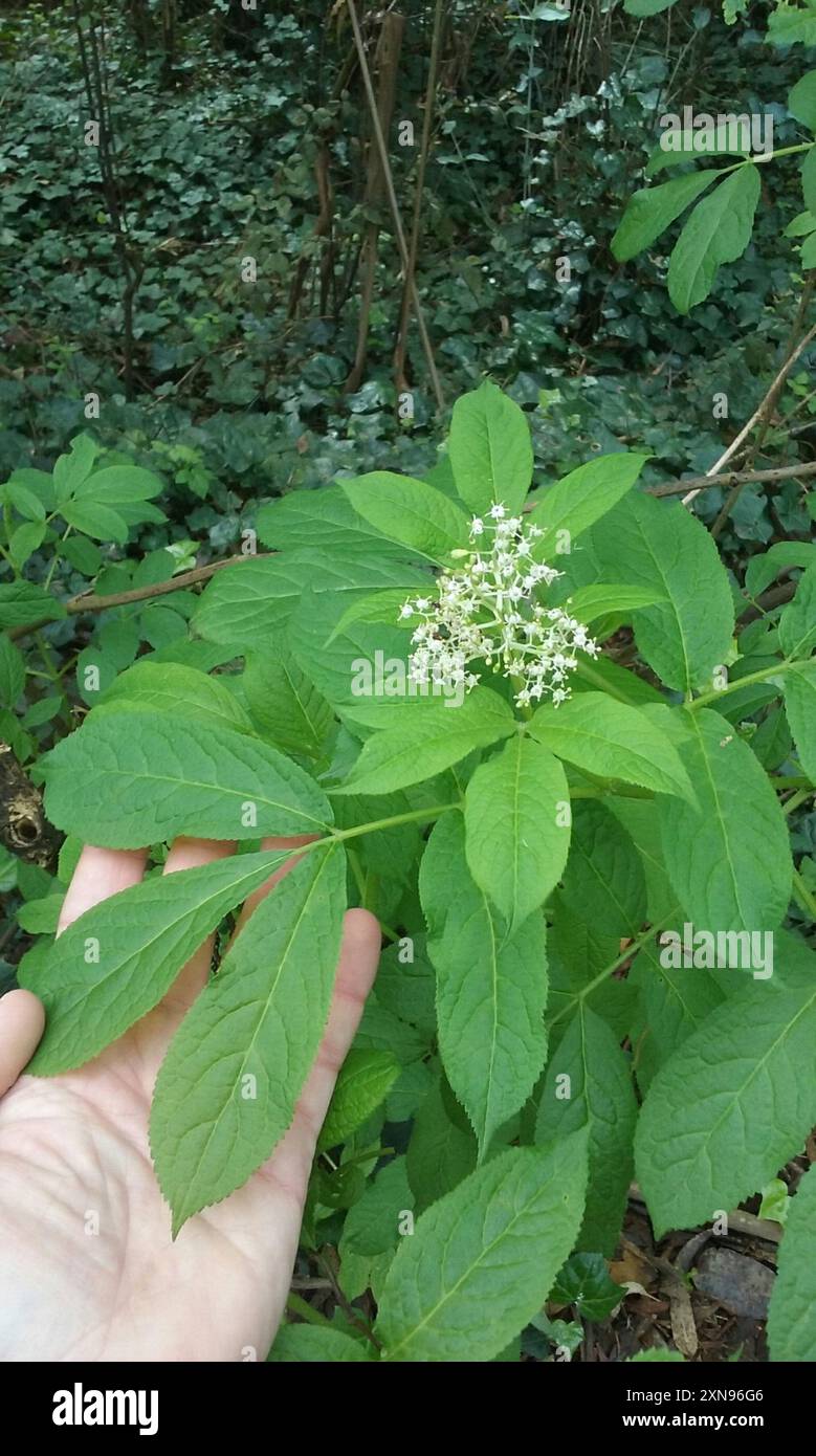 European Red Elder (Sambucus racemosa racemosa) Plantae Stock Photo - Alamy