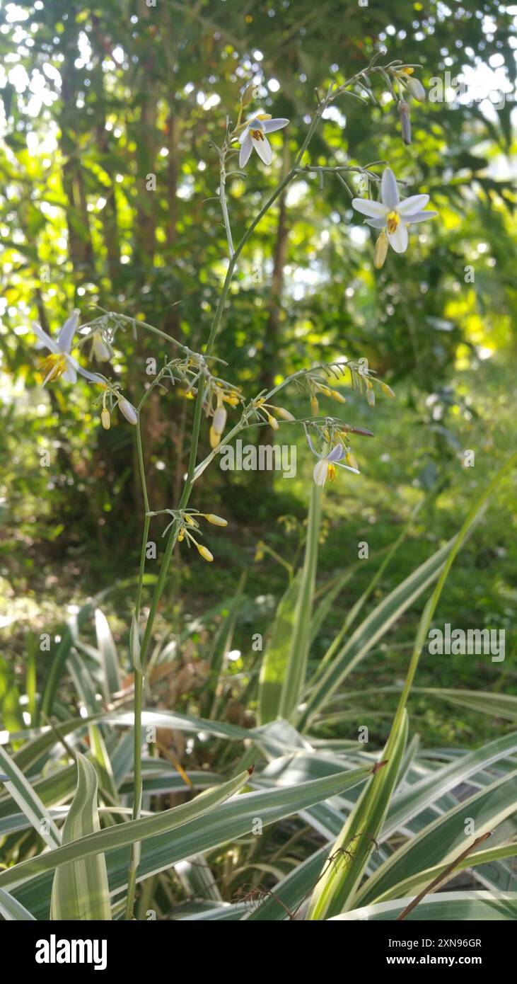 monocots (Liliopsida) Plantae Stock Photo - Alamy