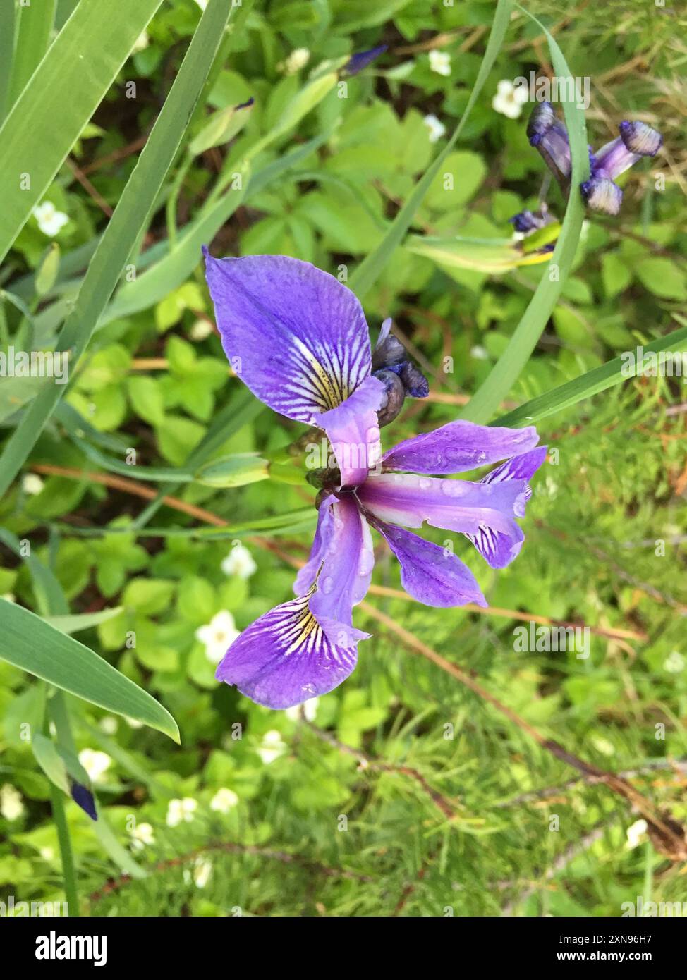 northern blue flag (Iris versicolor) Plantae Stock Photo - Alamy