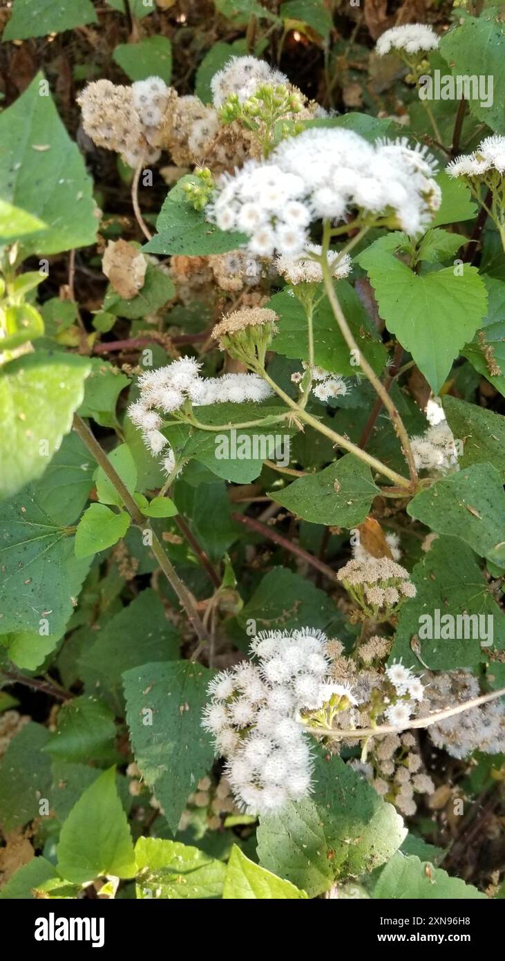 Crofton Weed (Ageratina adenophora) Plantae Stock Photo - Alamy