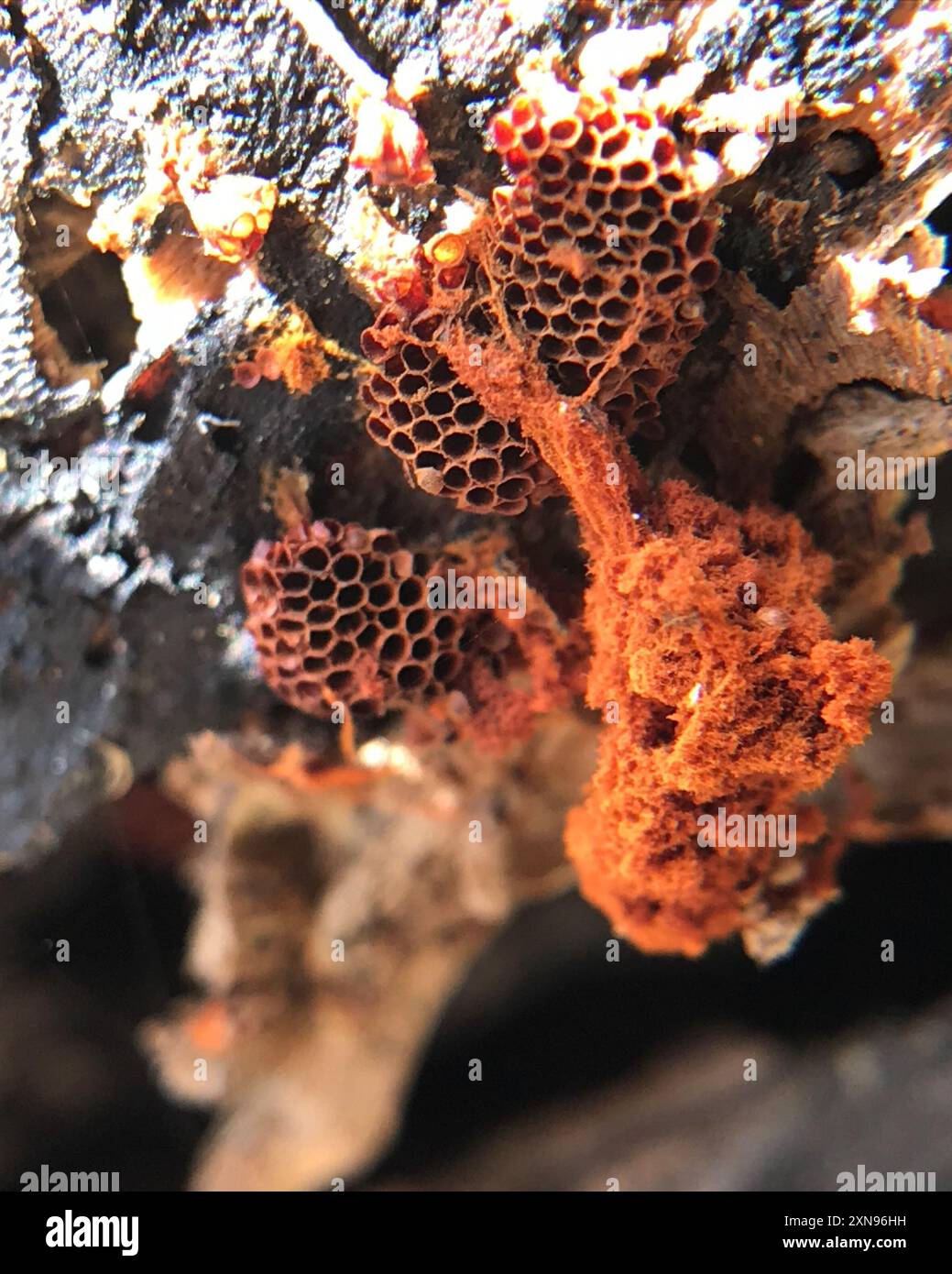 Wasp's Nest Slime Mold (Metatrichia vesparia) Protozoa Stock Photo - Alamy