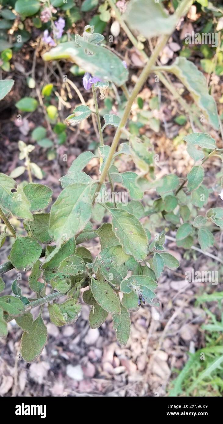 purple nightshade (Solanum xanti) Plantae Stock Photo - Alamy