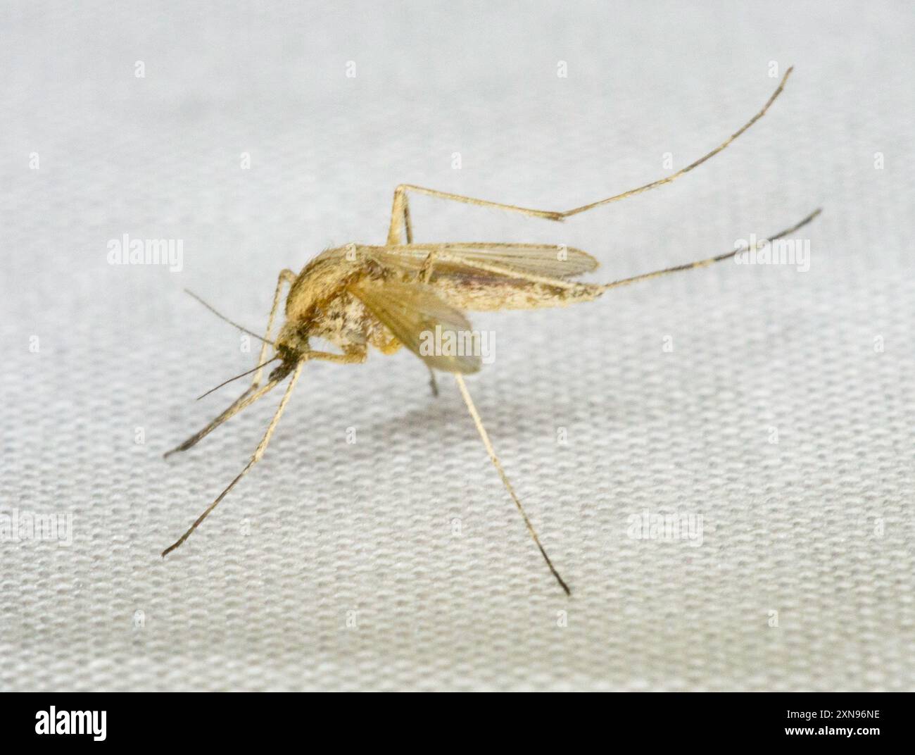Summer Salt Marsh Mosquito (Aedes dorsalis) Insecta Stock Photo - Alamy