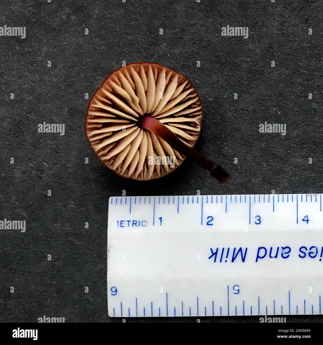 red pinwheel (Marasmius plicatulus) Fungi Stock Photo - Alamy