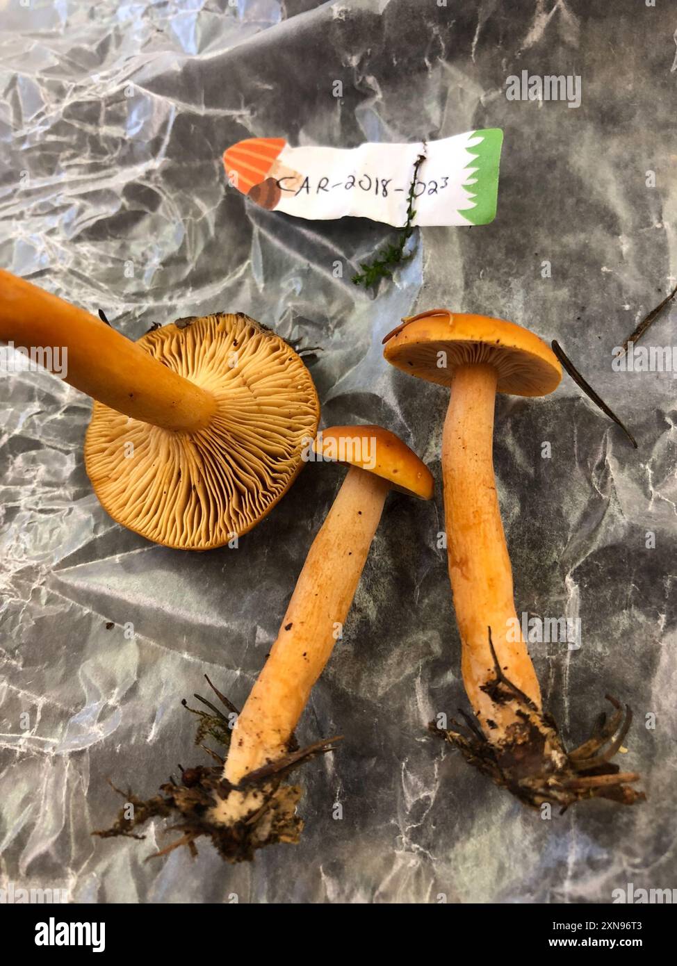 Candy Cap (Lactarius rubidus) Fungi Stock Photo - Alamy