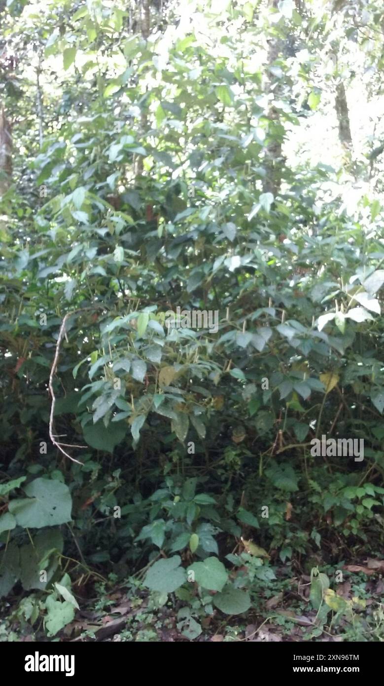 pepper plants (Piper) Plantae Stock Photo - Alamy