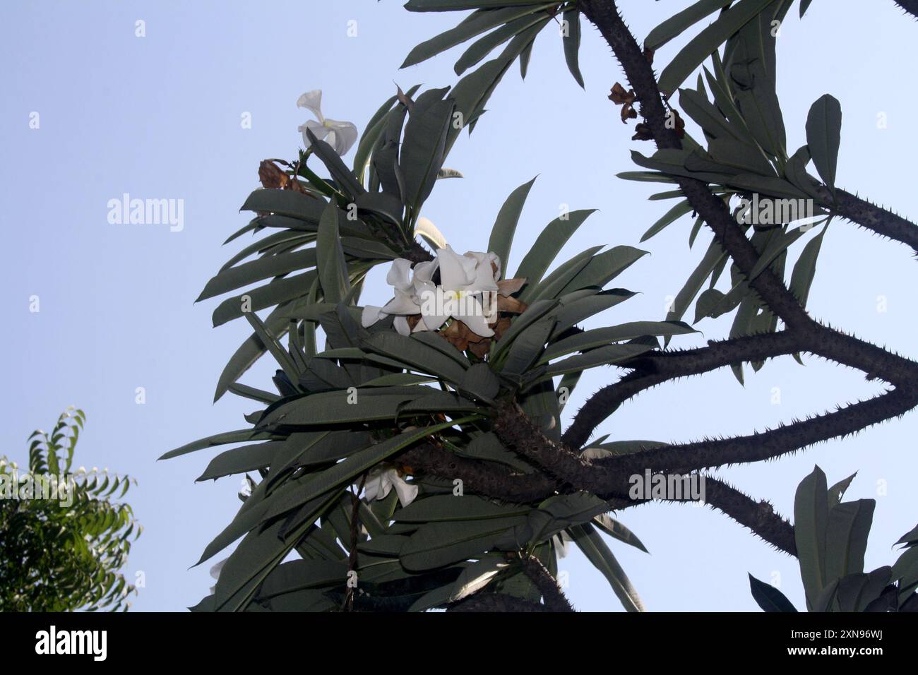 Madagascar palm (Pachypodium lamerei) has spiny trunk and white flowers ...