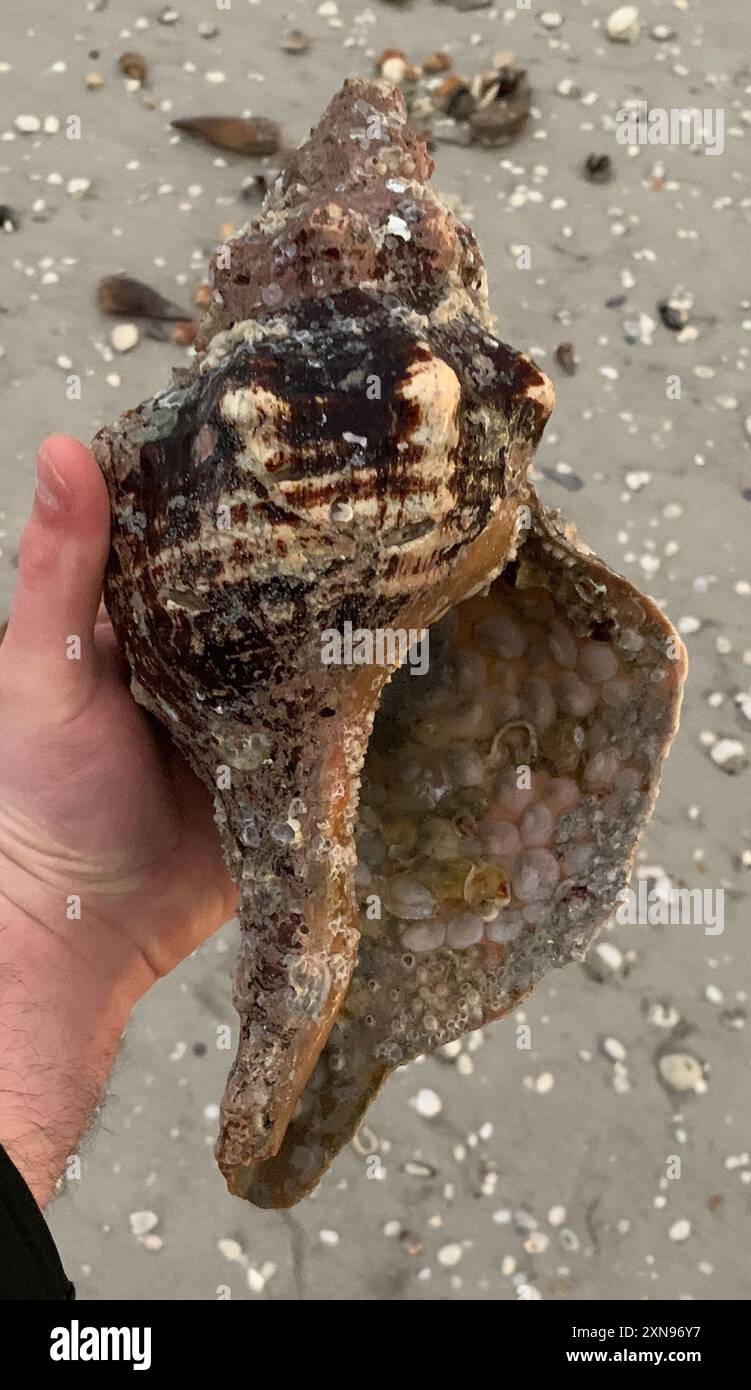 Horse conch florida hi-res stock photography and images - Alamy