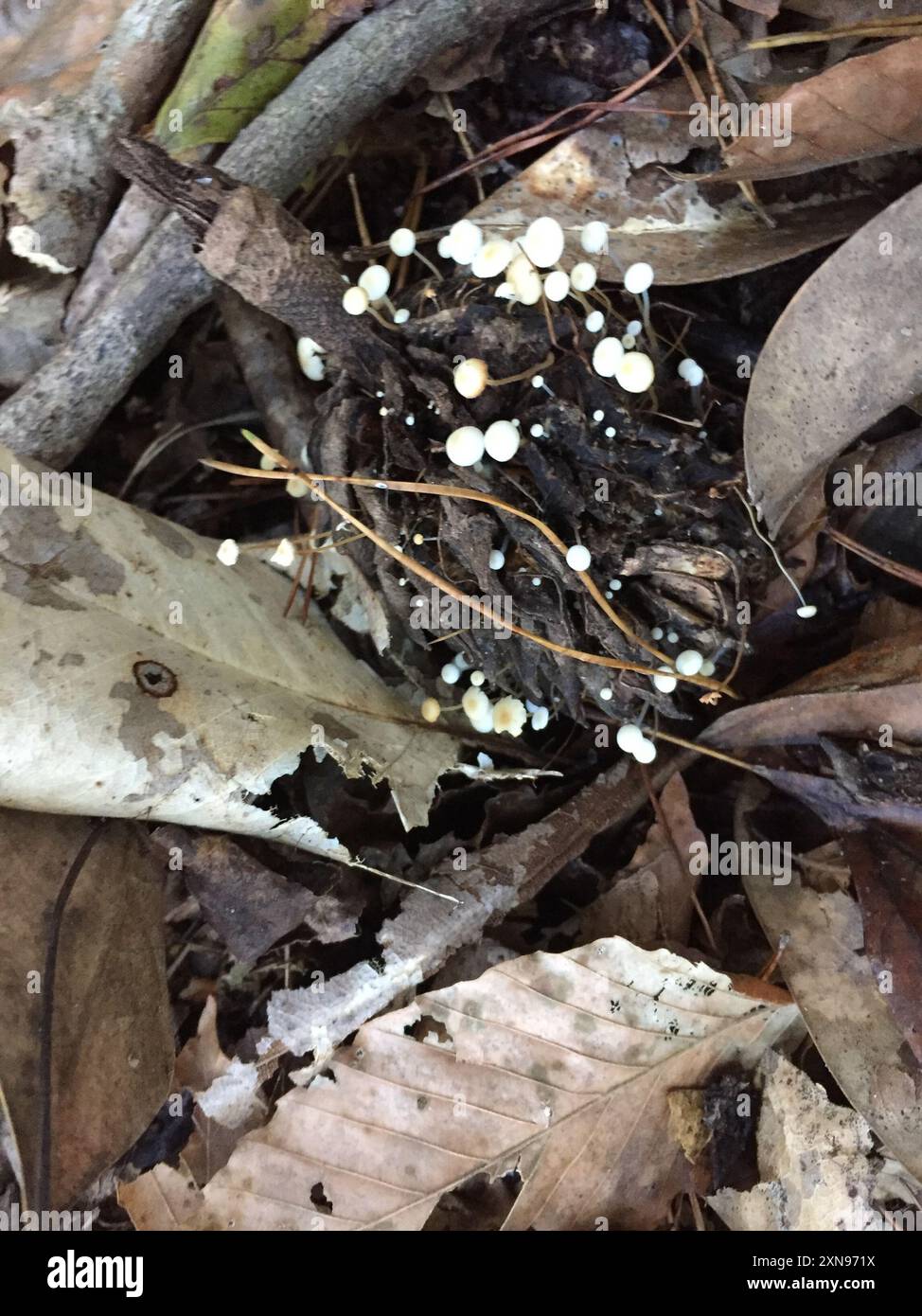 magnolia-cone mushroom (Strobilurus conigenoides) Fungi Stock Photo - Alamy