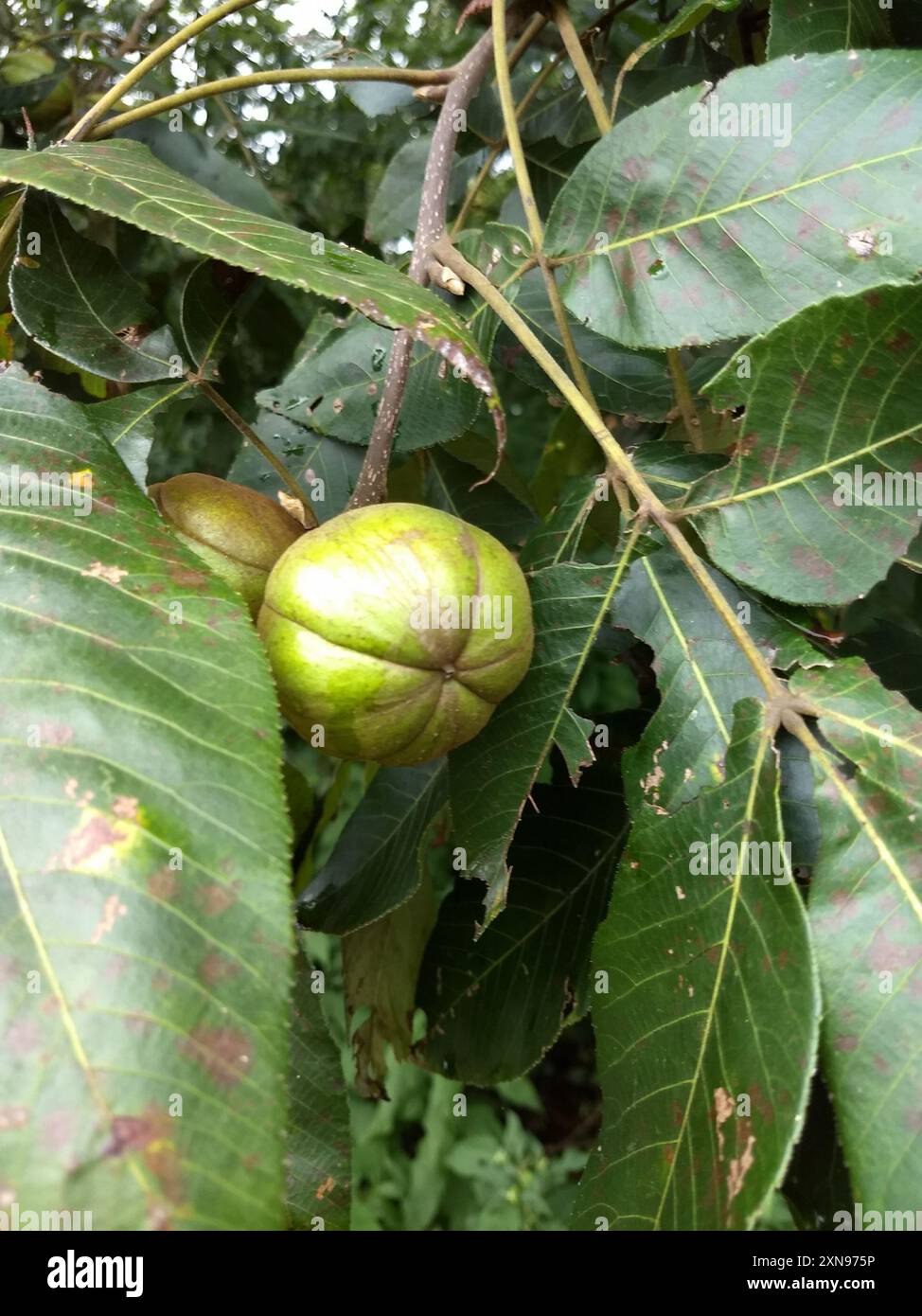 shagbark hickory (Carya ovata) Plantae Stock Photo - Alamy