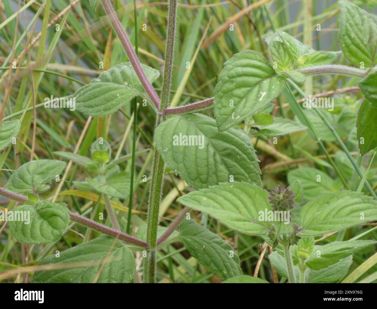 watermint (Mentha aquatica) Plantae Stock Photo - Alamy